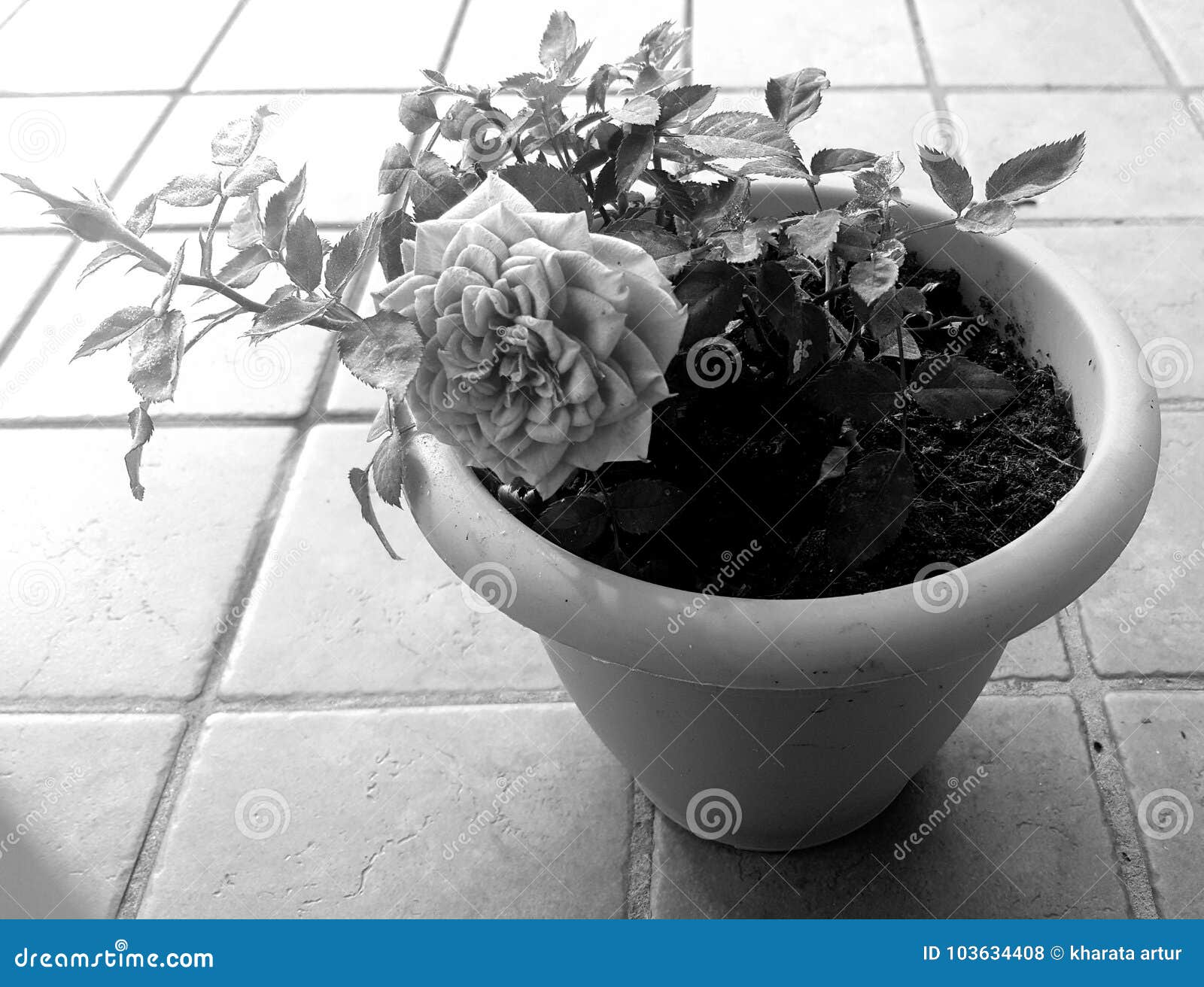 B&w flower stock photo. Image of flowers, rose, composition - 103634408