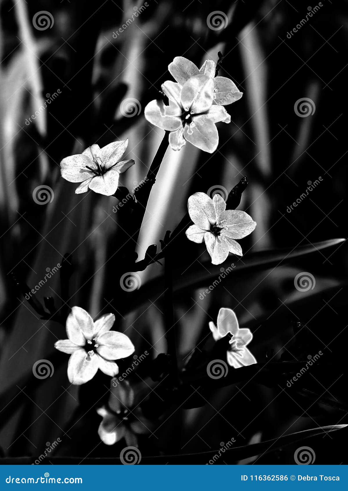 B & W flowers stock photo. Image of black, bouquet - 116362586