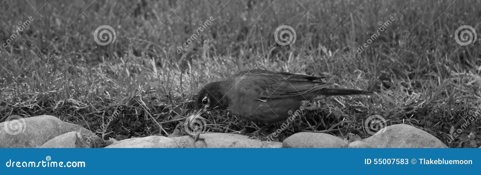 B&W Robin Getting a Worm Stock Image - Image of state, bird: 55007583