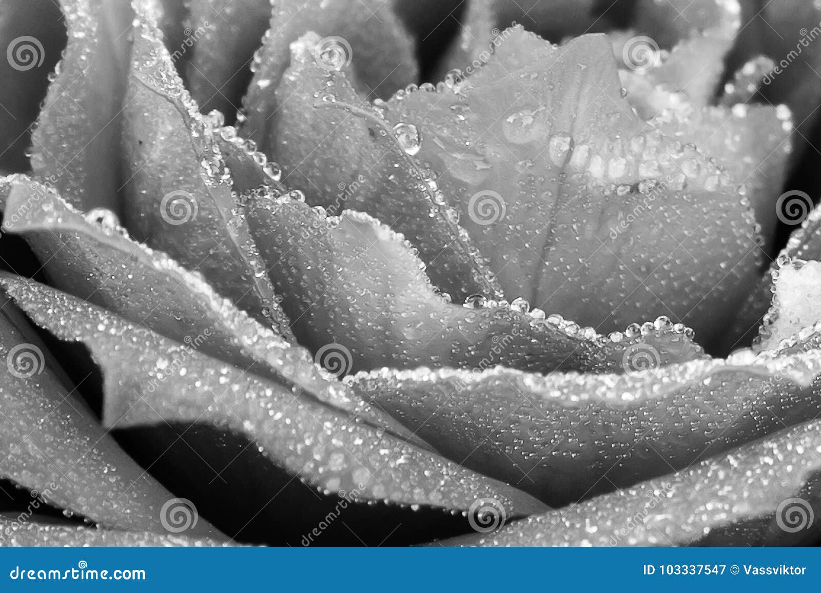 B&W Rose Flower Close Up Stock Image - Image of waterdrops, roseflower ...