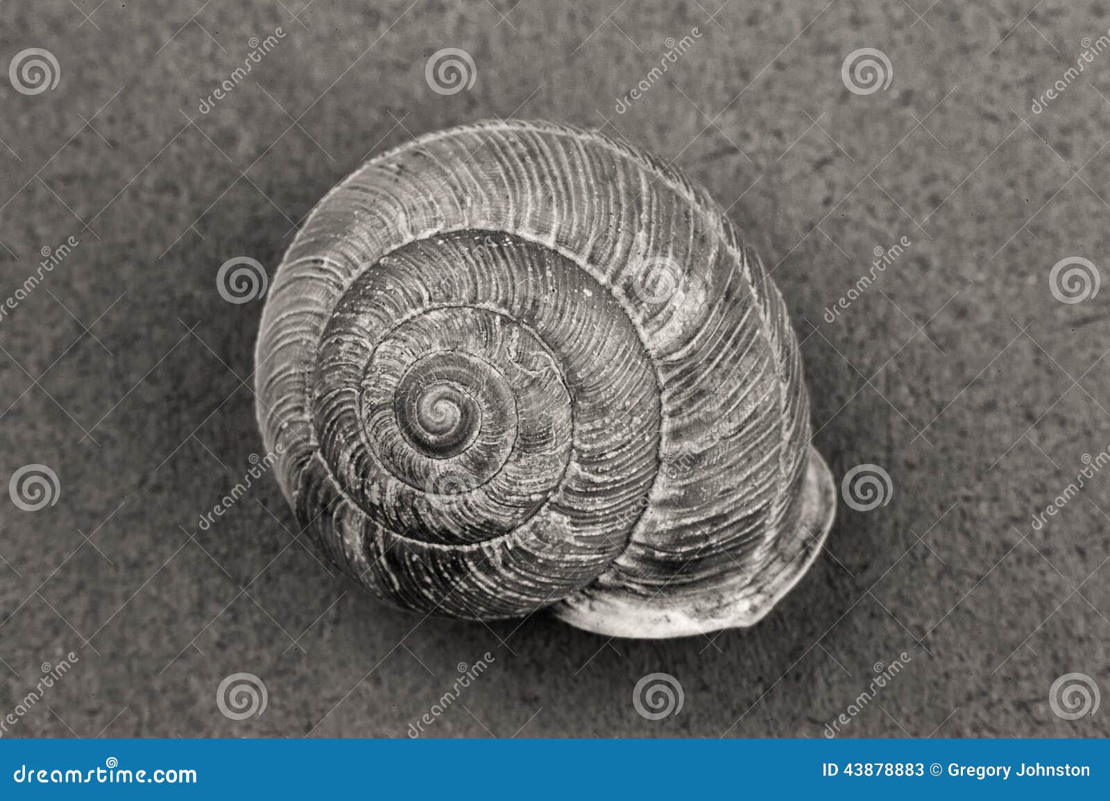 B&W of snail shell. stock image. Image of design - 43878883