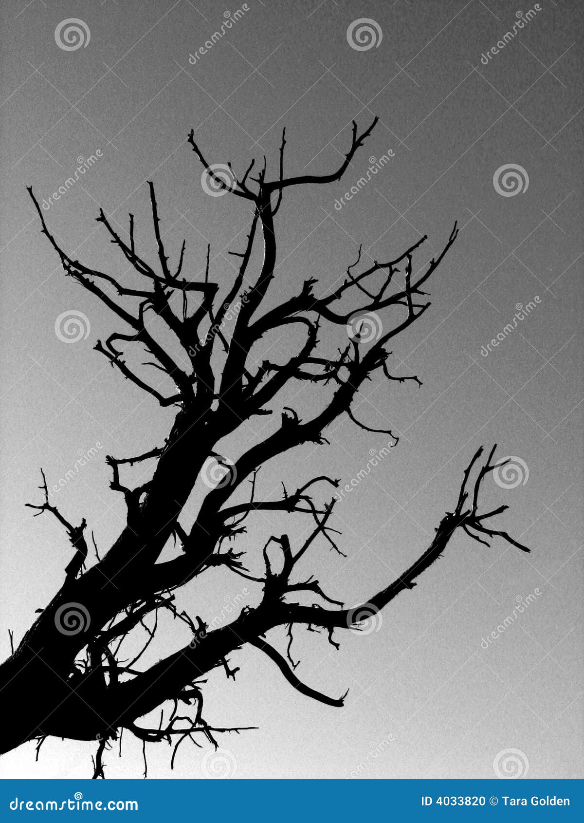 B&W Tree Sillhouette stock photo. Image of woods, park - 4033820