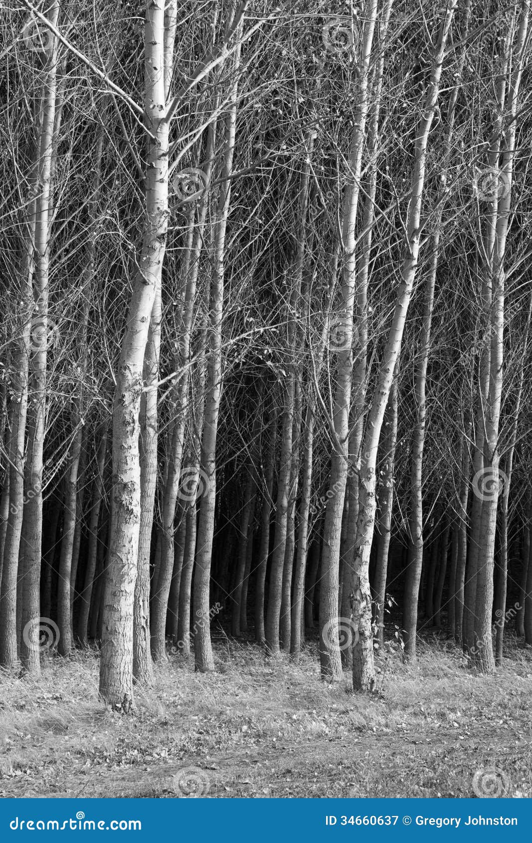 B&W of trees. stock image. Image of forest, environment - 34660637