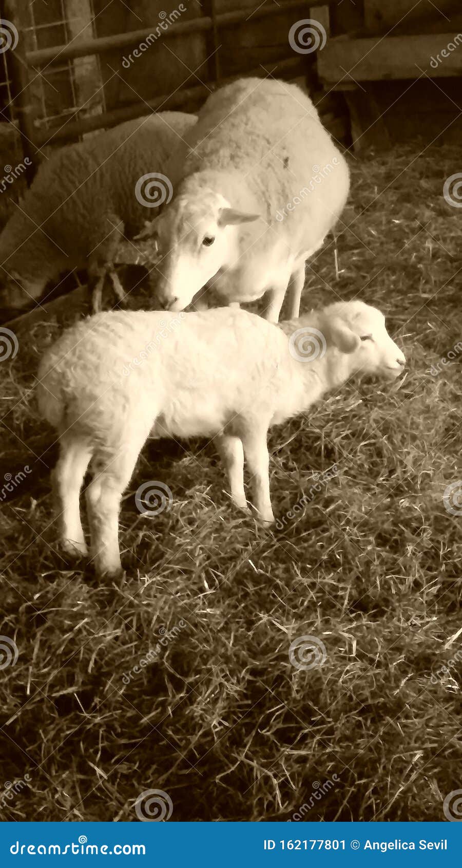 Baa Baa Baby Sheep stock image. Image of white, sheep - 162177801
