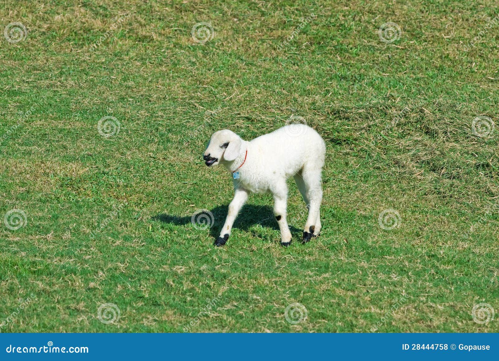 Baa-lamb stock photo. Image of agriculture, cute, idyll - 28444758