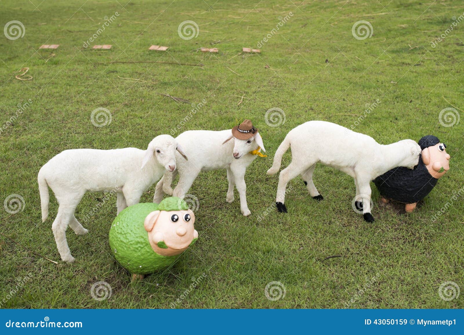 Baa-lamb stock image. Image of meadow, fleecy, environment - 43050159