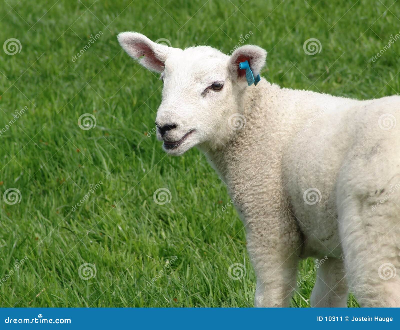 Baaa stock image. Image of cute, rural, life, field, domestic - 10311
