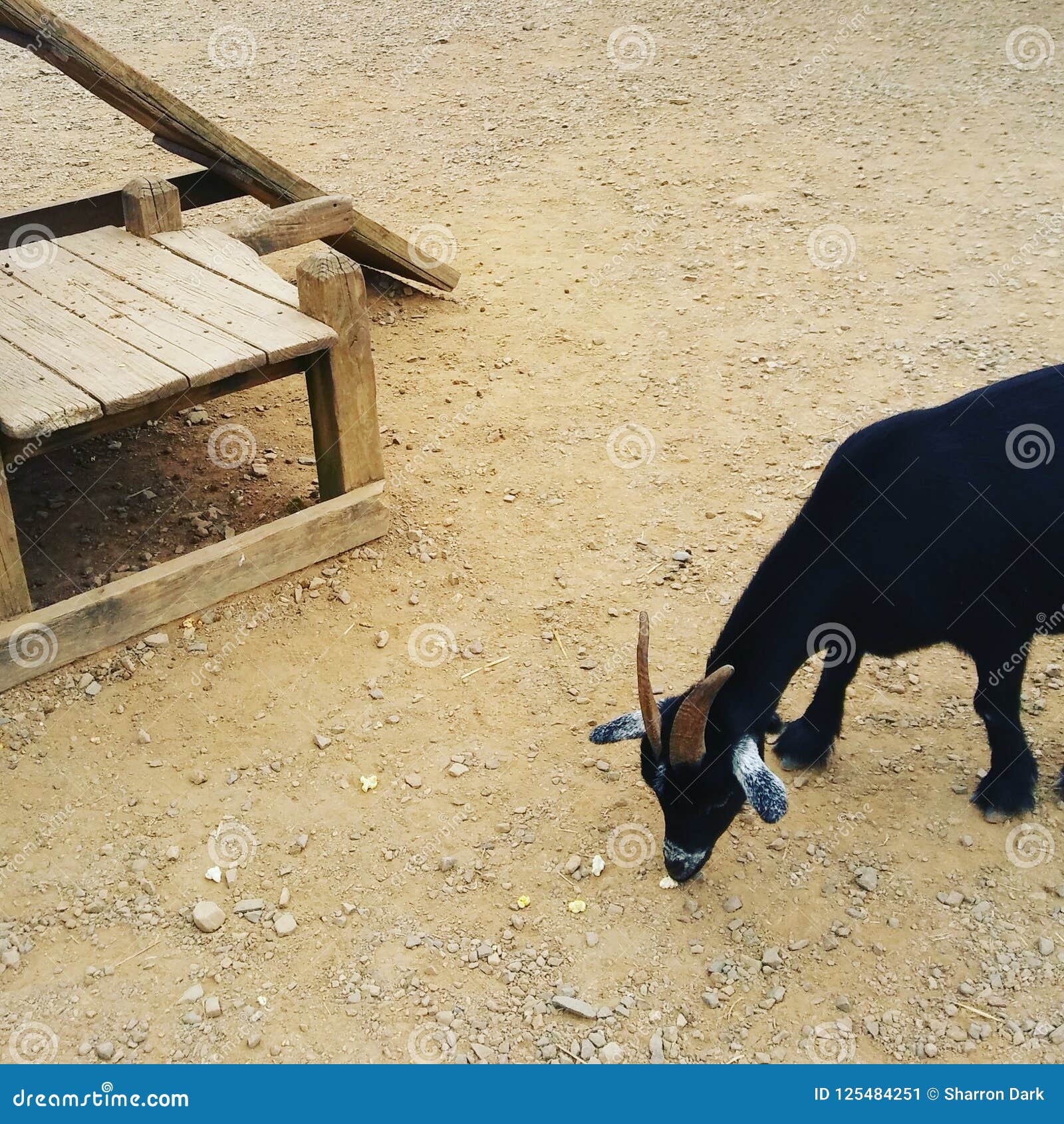 Baaa tastic stock image. Image of goat, tastic, baaa - 125484251