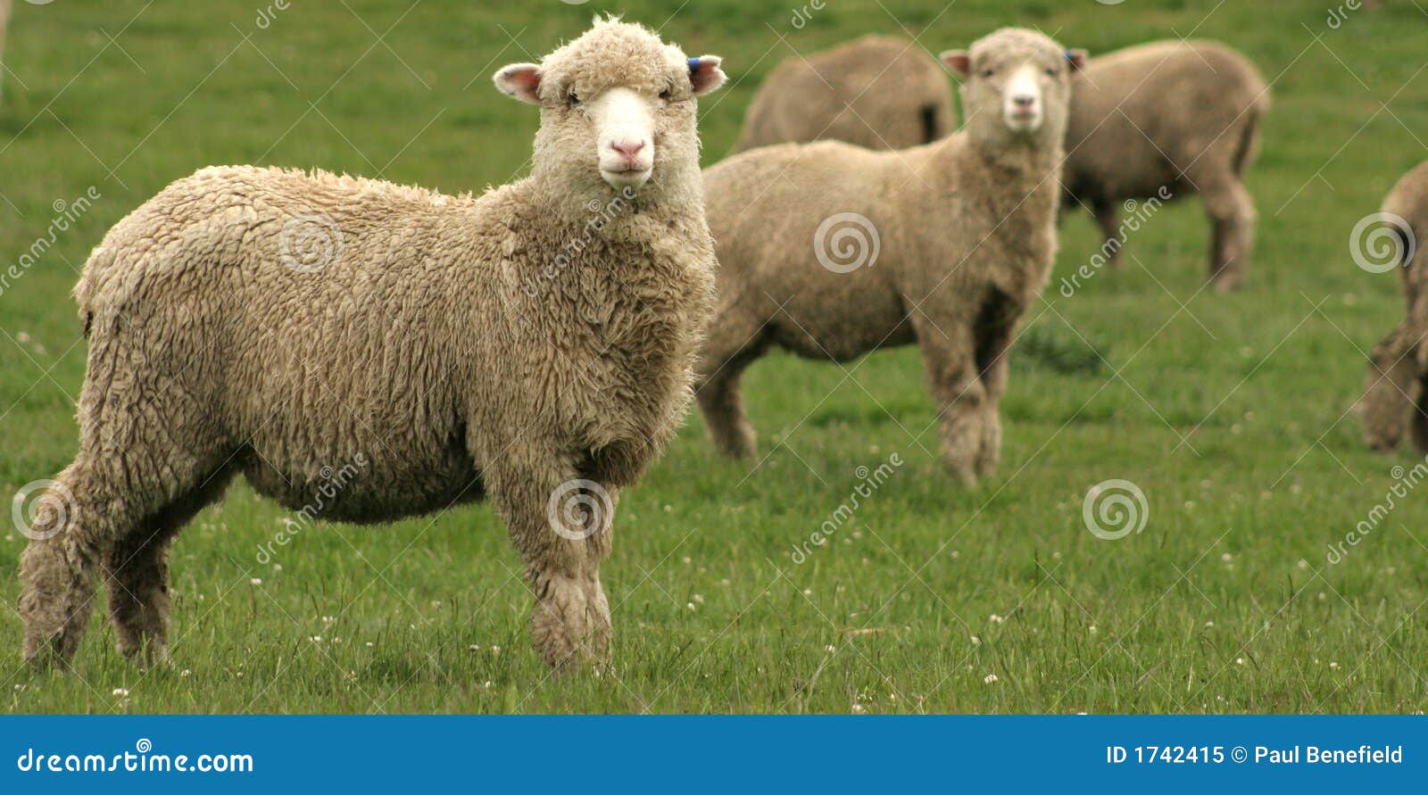 Baaaaa Baaa! stock image. Image of animals, zealandstaring - 1742415