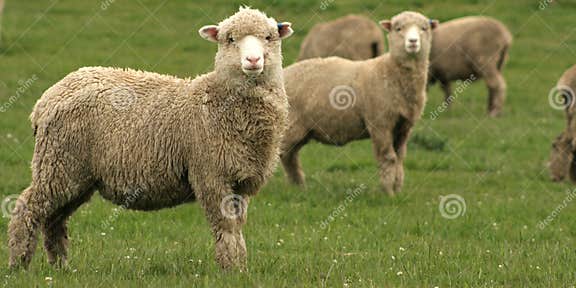 Baaaaa Baaa! stock image. Image of animals, zealandstaring - 1742415