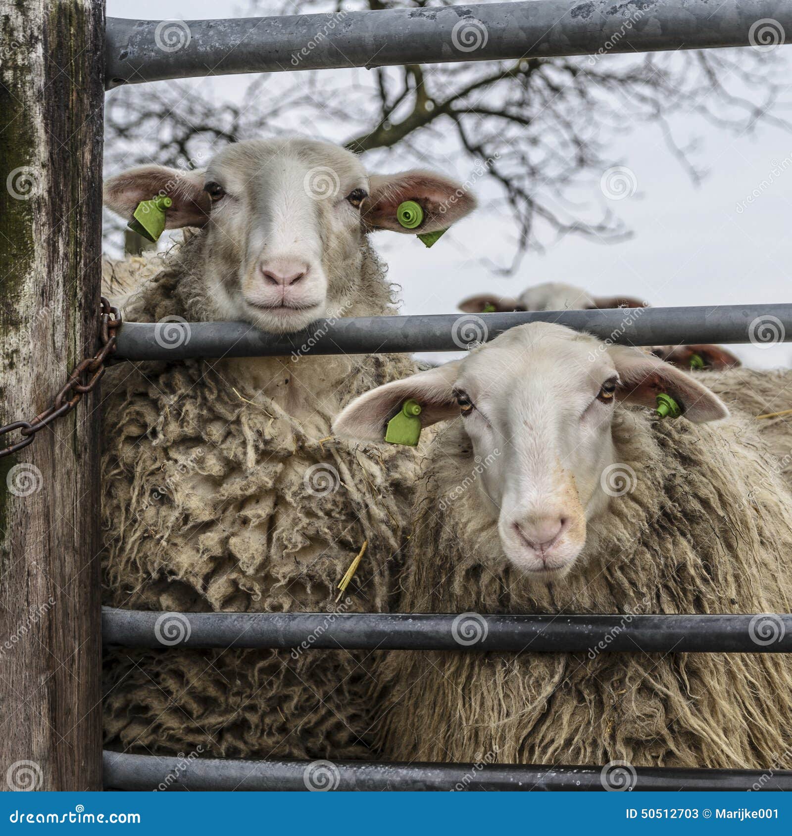 Baah stock image. Image of dutch, baah, woll, lambs, fleece - 50512703