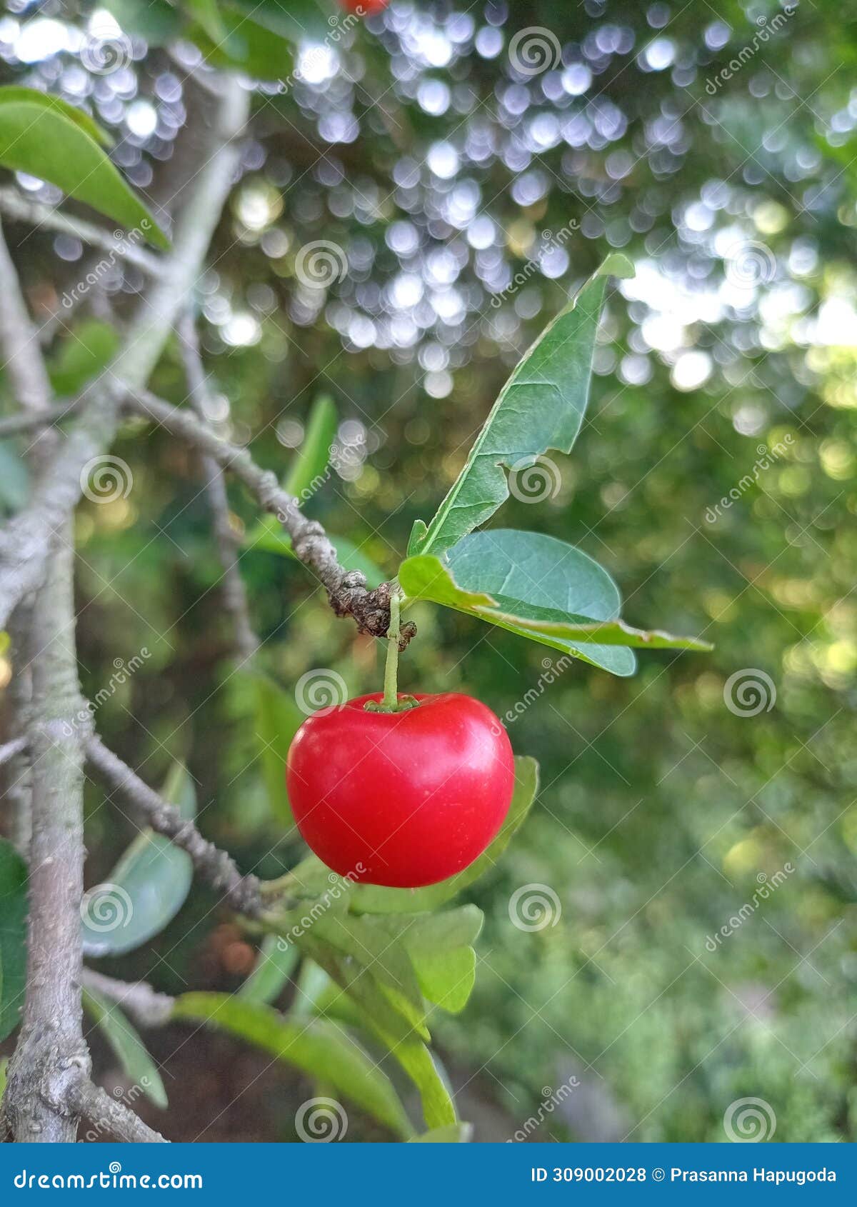 Baarbados Cherry stock photo. Image of fruit, sale, bajan - 309002028