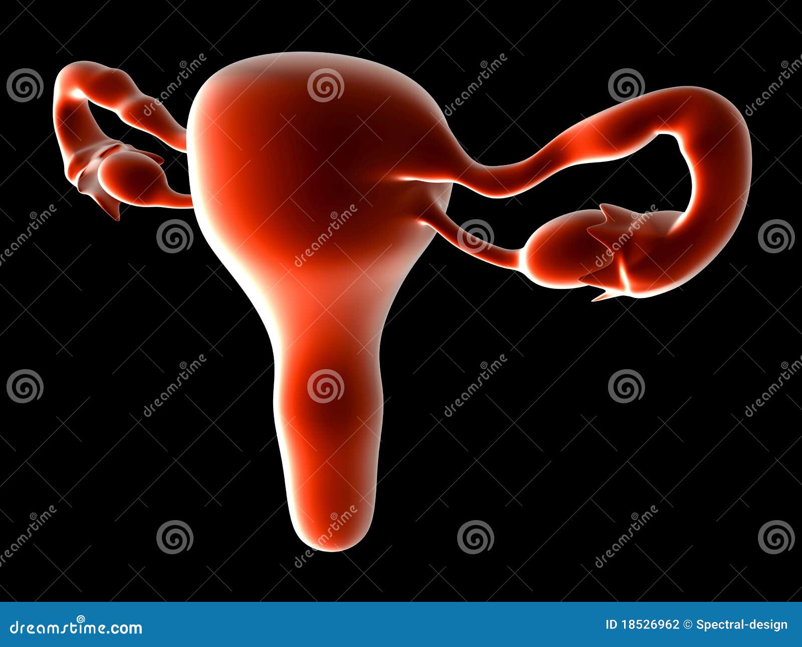 Baarmoeder stock illustratie. Illustration of baarmoederhals - 18526962