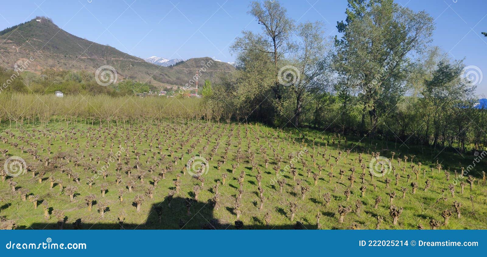 Baba shukur din view stock photo. Image of view, plant - 222025214