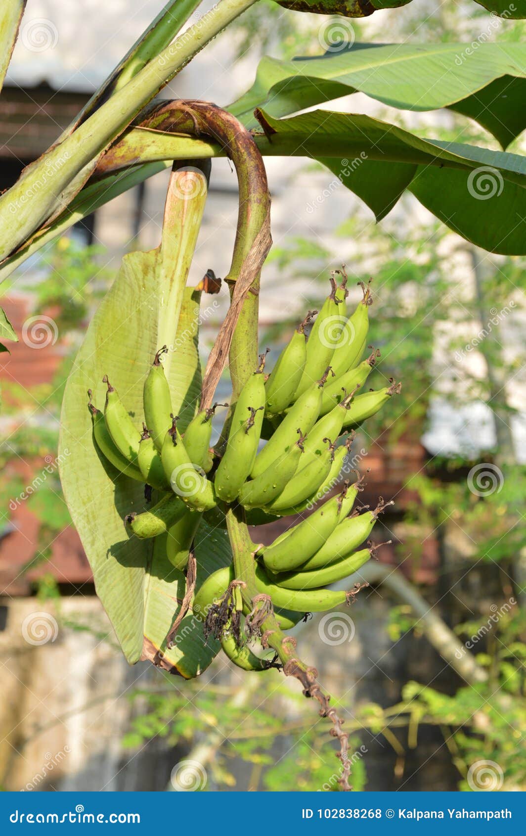 Bababa stock photo. Image of green, leafs, ripe, nutrition - 102838268