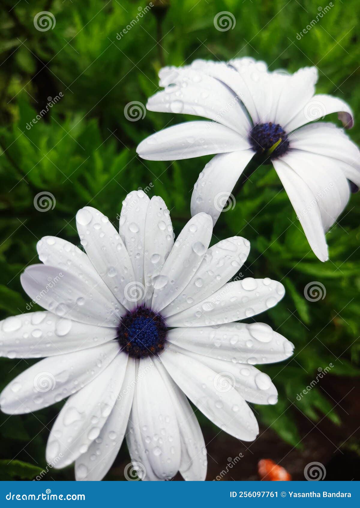 Babandasia.White and Purple Hybrid Flowers Stock Image - Image of petal ...