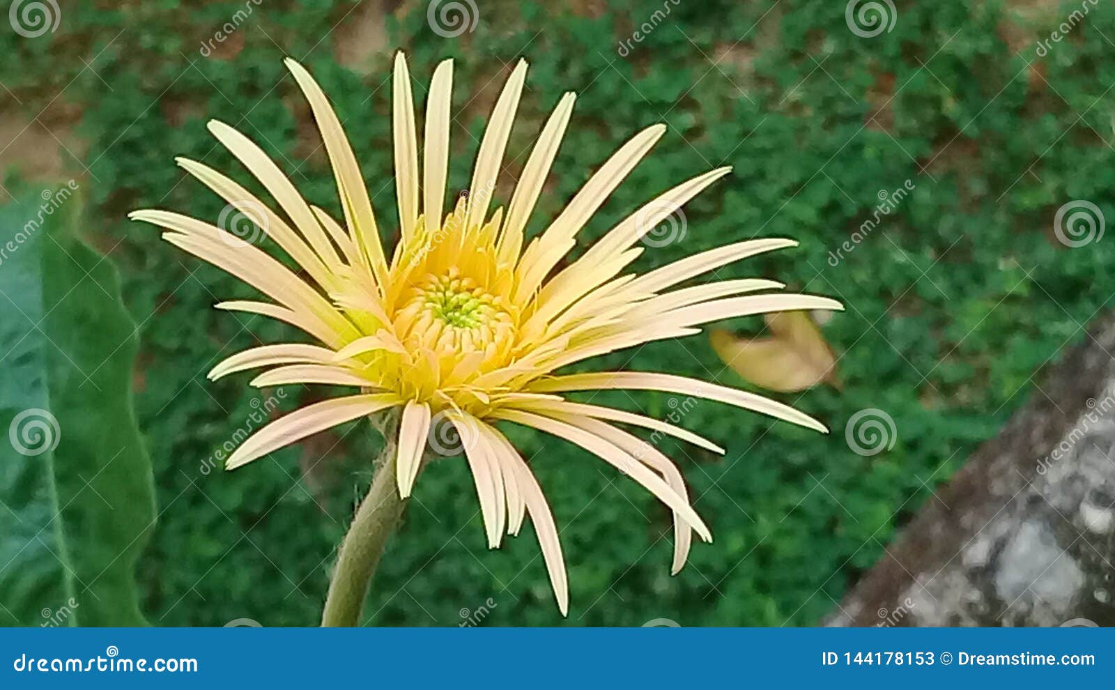 Babandesiya Flower stock image. Image of beatify, flowers - 144178153