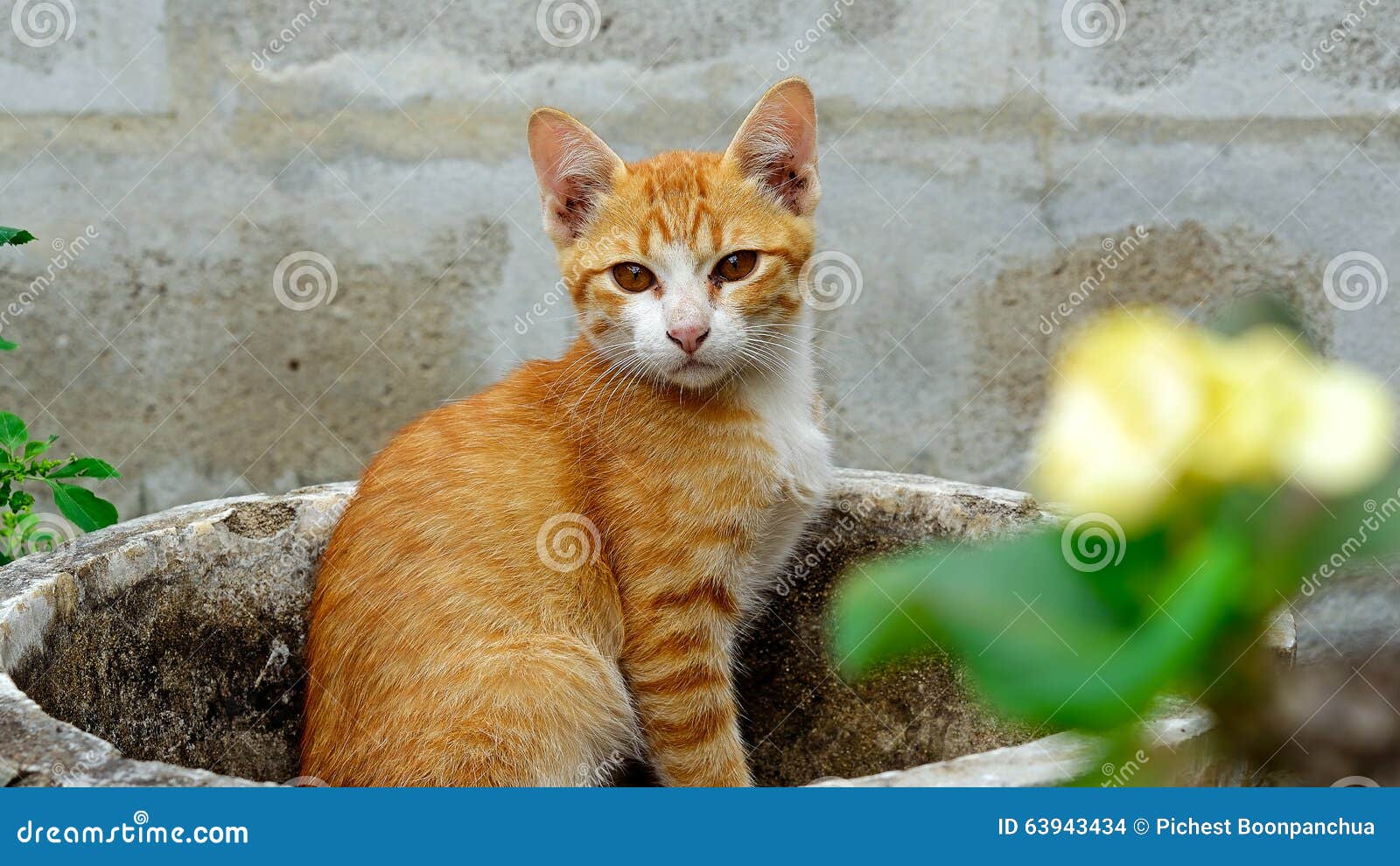 Babay Cute Cat Sitting in the Pot Stock Photo - Image of animal, blue ...