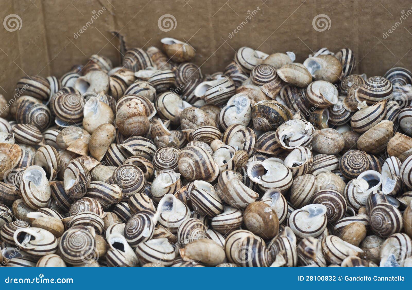 Babbaluci.Lots of Pile Snails Stock Photo - Image of exotic, health ...