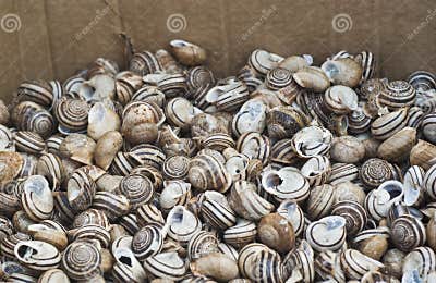 Babbaluci.Lots of Pile Snails Stock Photo - Image of exotic, health ...
