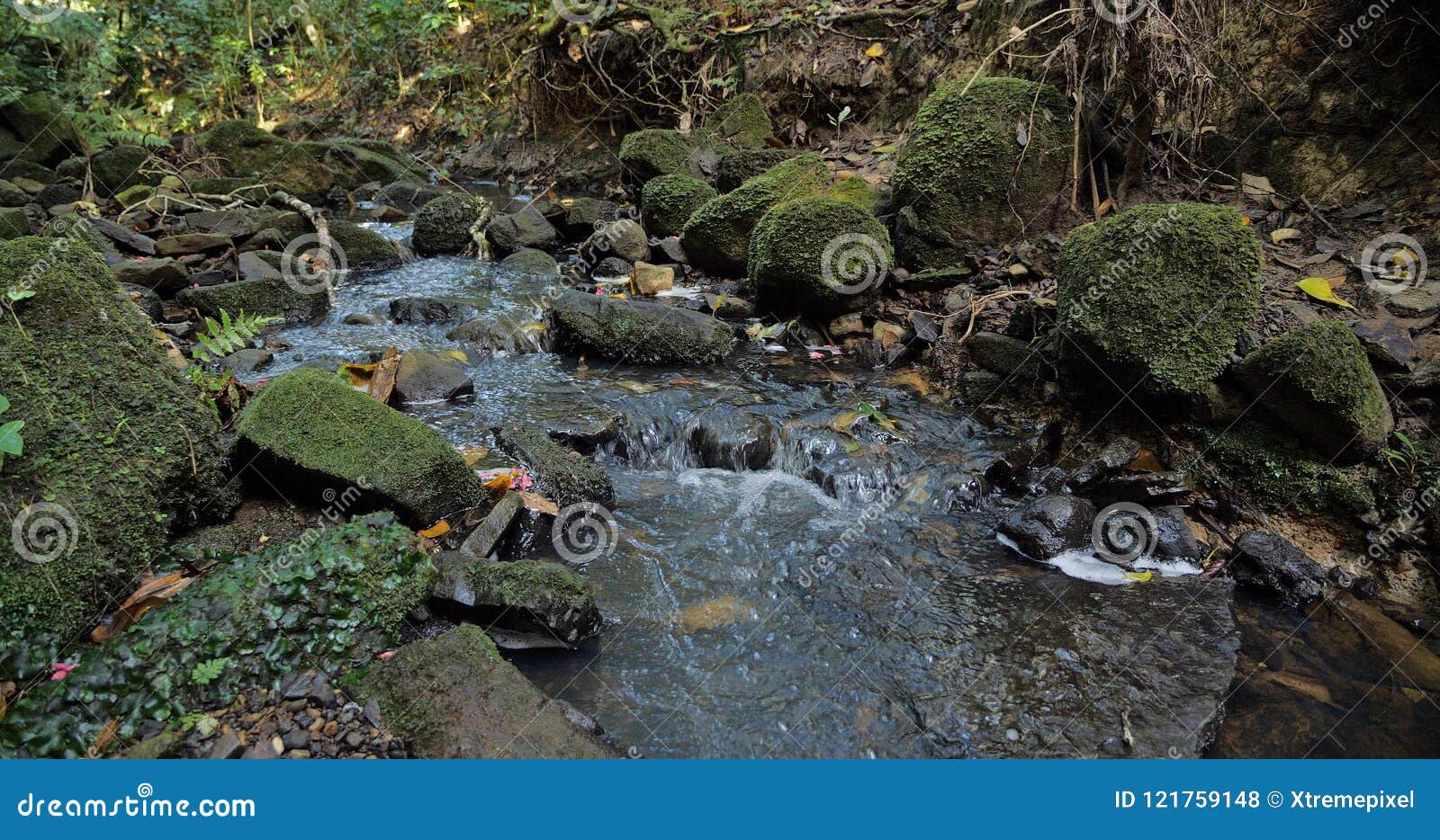A Babbling Brook in a Forest Stock Photo - Image of serene, forest ...