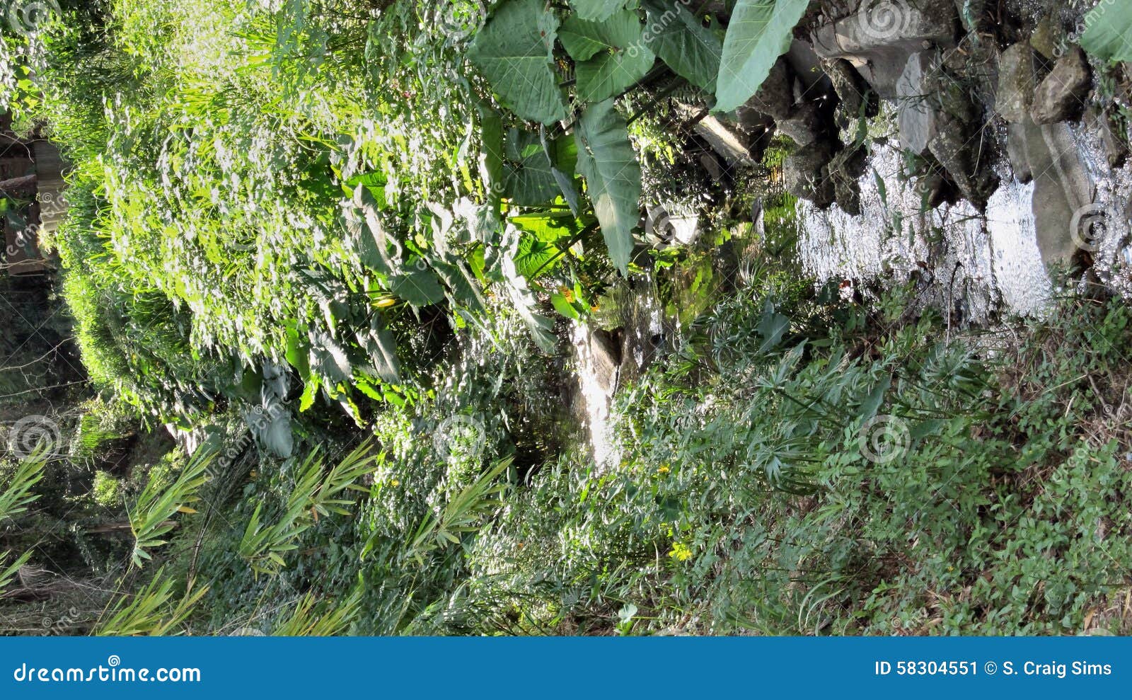 Babbling Brook 3 stock image. Image of elephant, brook - 58304551