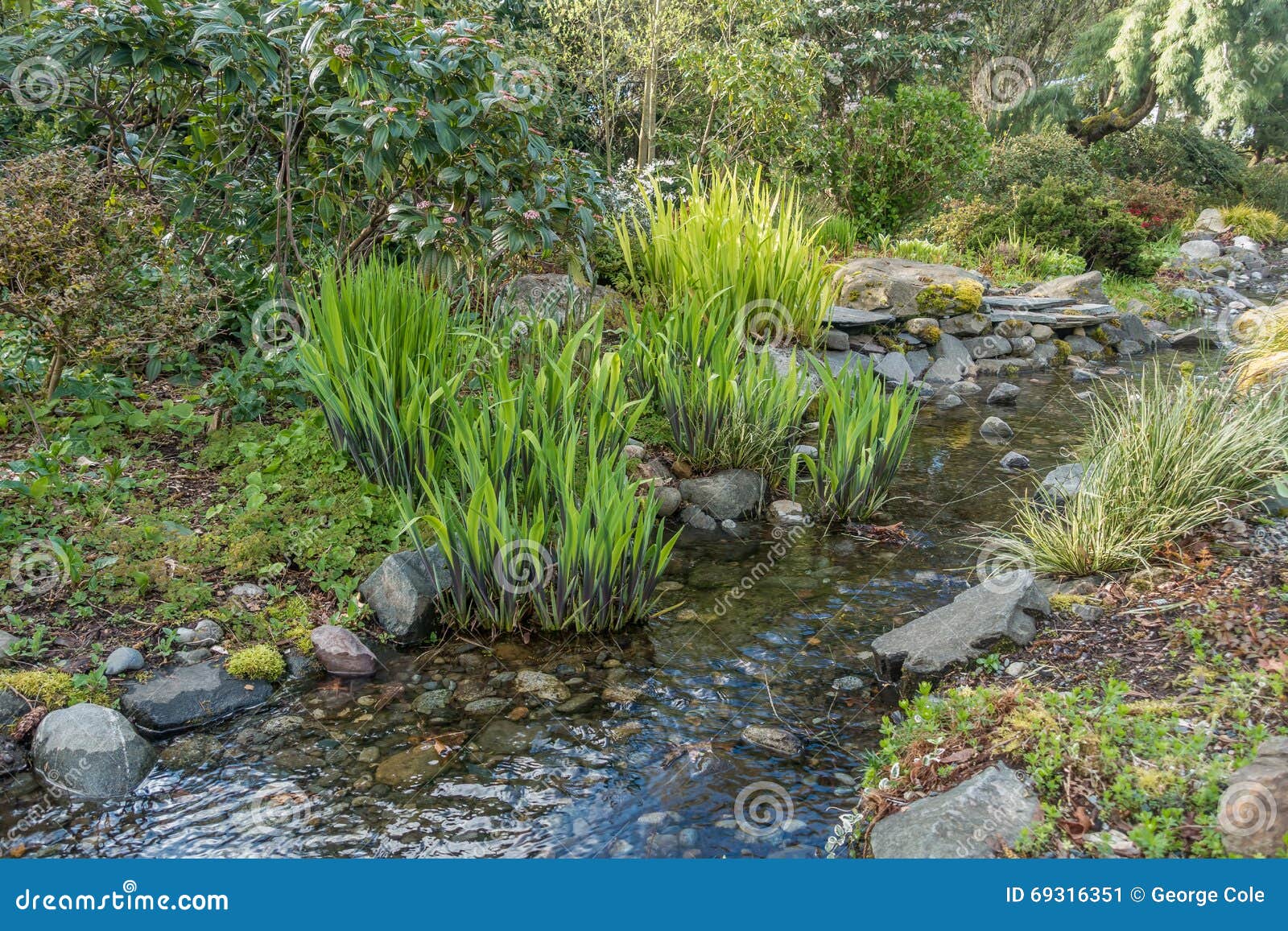 Babbling Brook in Spring stock image. Image of pacific - 69316351