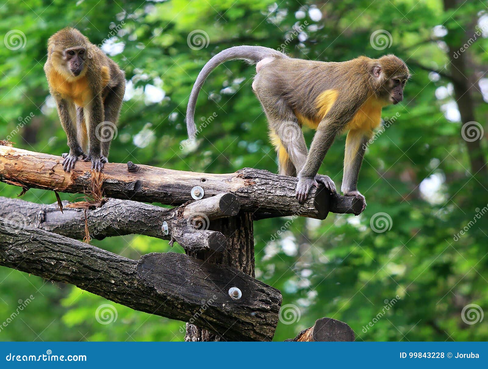 Babbons stock photo. Image of forest, play, gelada, ethiopia - 99843228