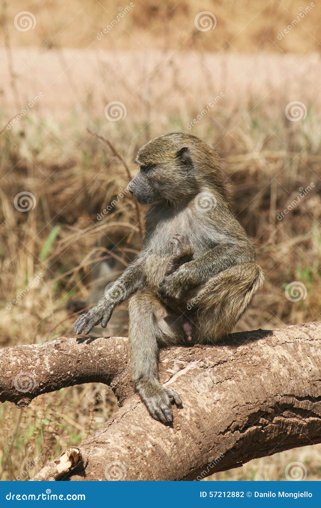 Babboon solo fotografia stock. Immagine di turismo, grattugia - 57212882