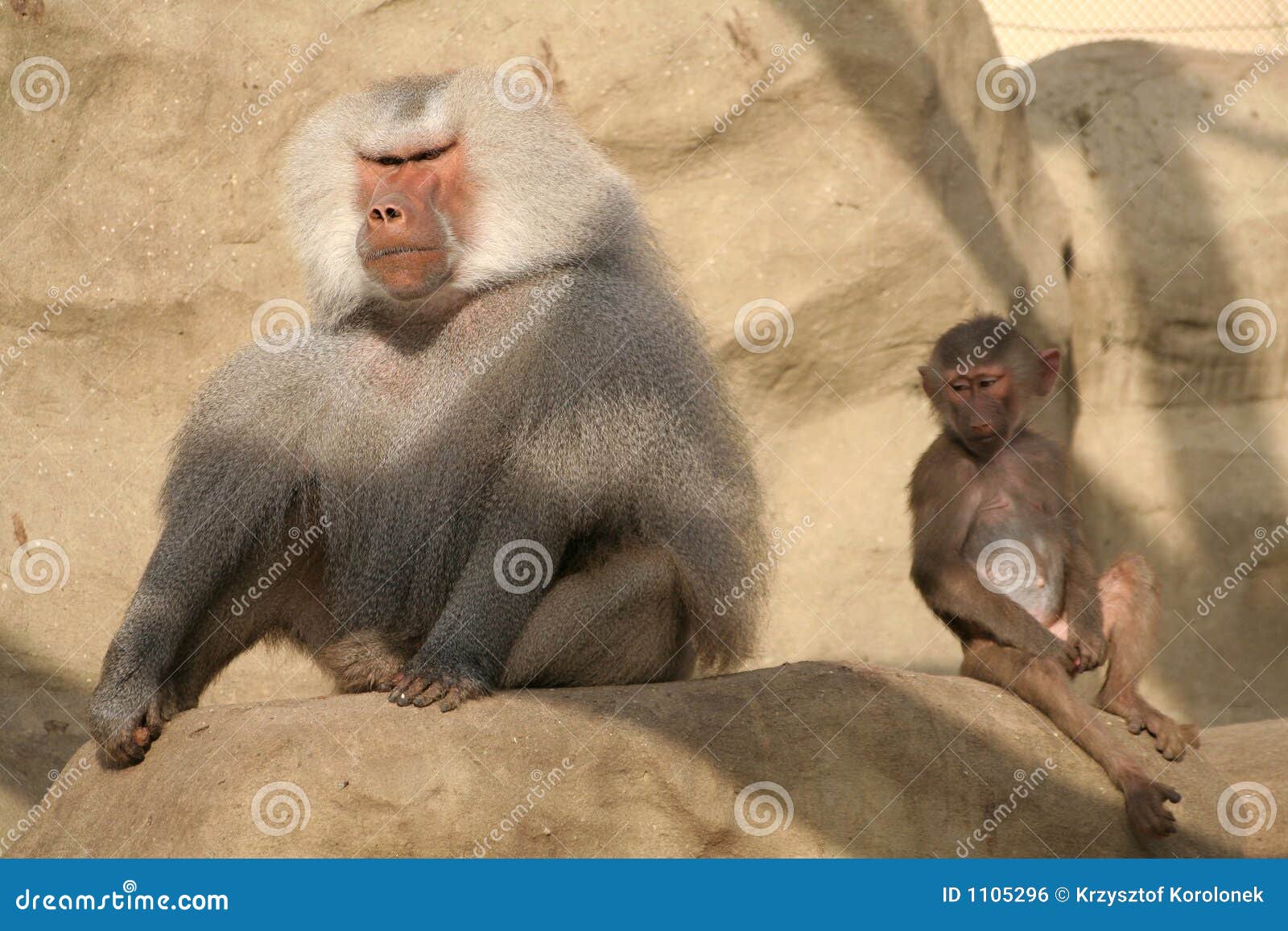 Babbuini fotografia stock. Immagine di africa, babbuino - 1105296