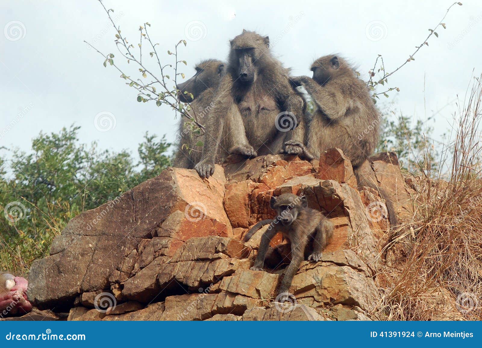 Babbuini Di Chacma (ursinus Del Papio) Fotografia Stock - Immagine di ...