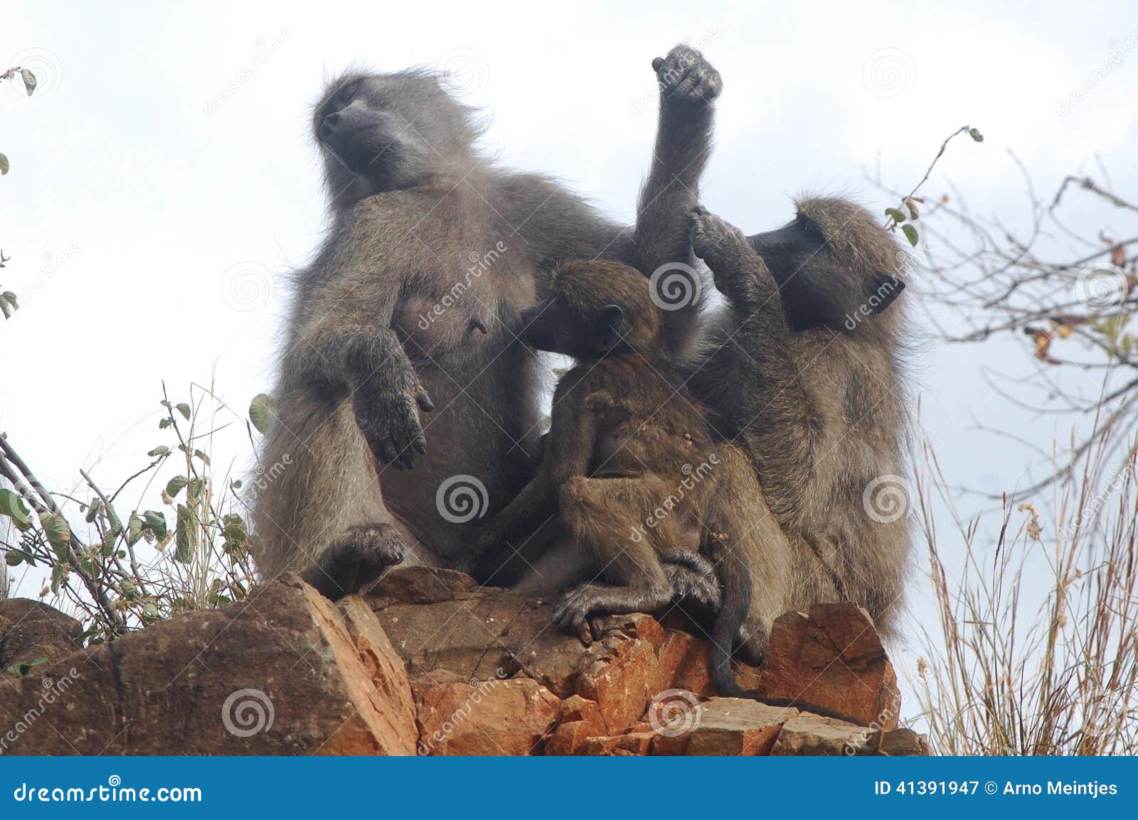 Babbuini Di Chacma (ursinus Del Papio) Immagine Stock - Immagine di ...