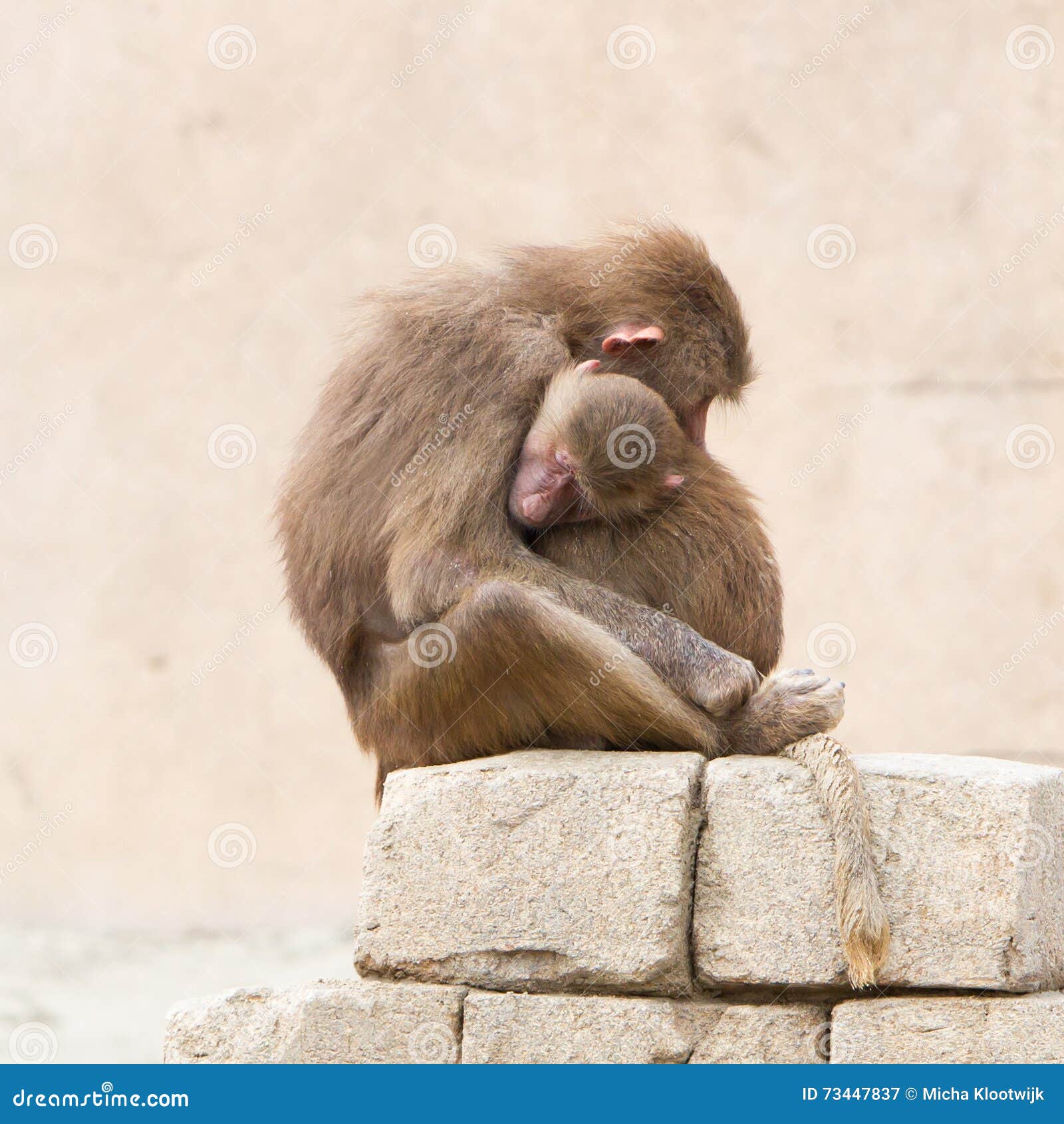 Babbuini Di Hamadryas (hamadryas Del Papio) Immagine Stock - Immagine ...