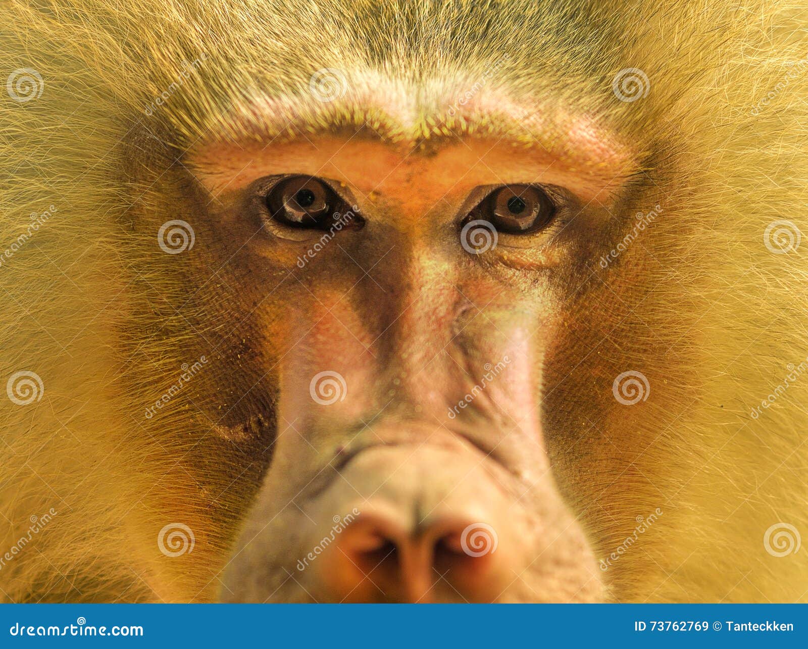 Babbuini Di Hamadryas (hamadryas Del Papio) Immagine Stock - Immagine ...