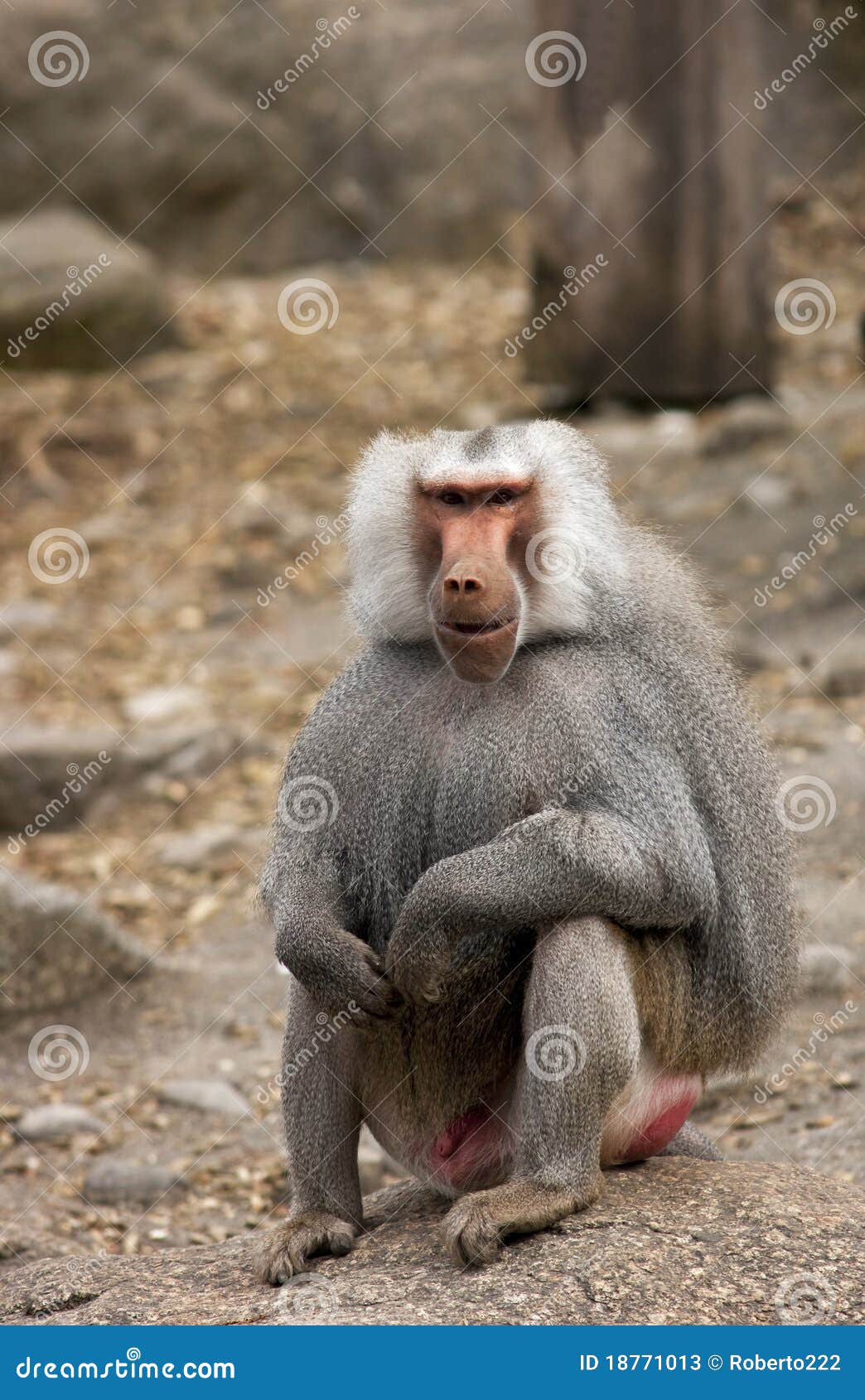 Babbuino immagine stock. Immagine di scimmie, animali - 18771013