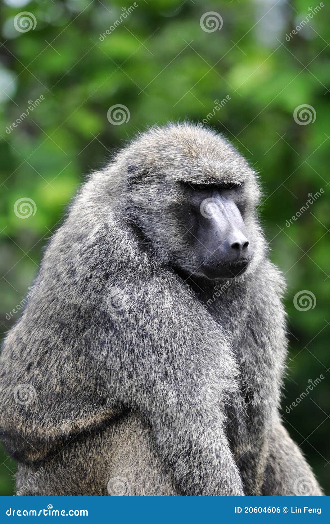 Babbuino fotografia stock. Immagine di assonnato, africano - 20604606