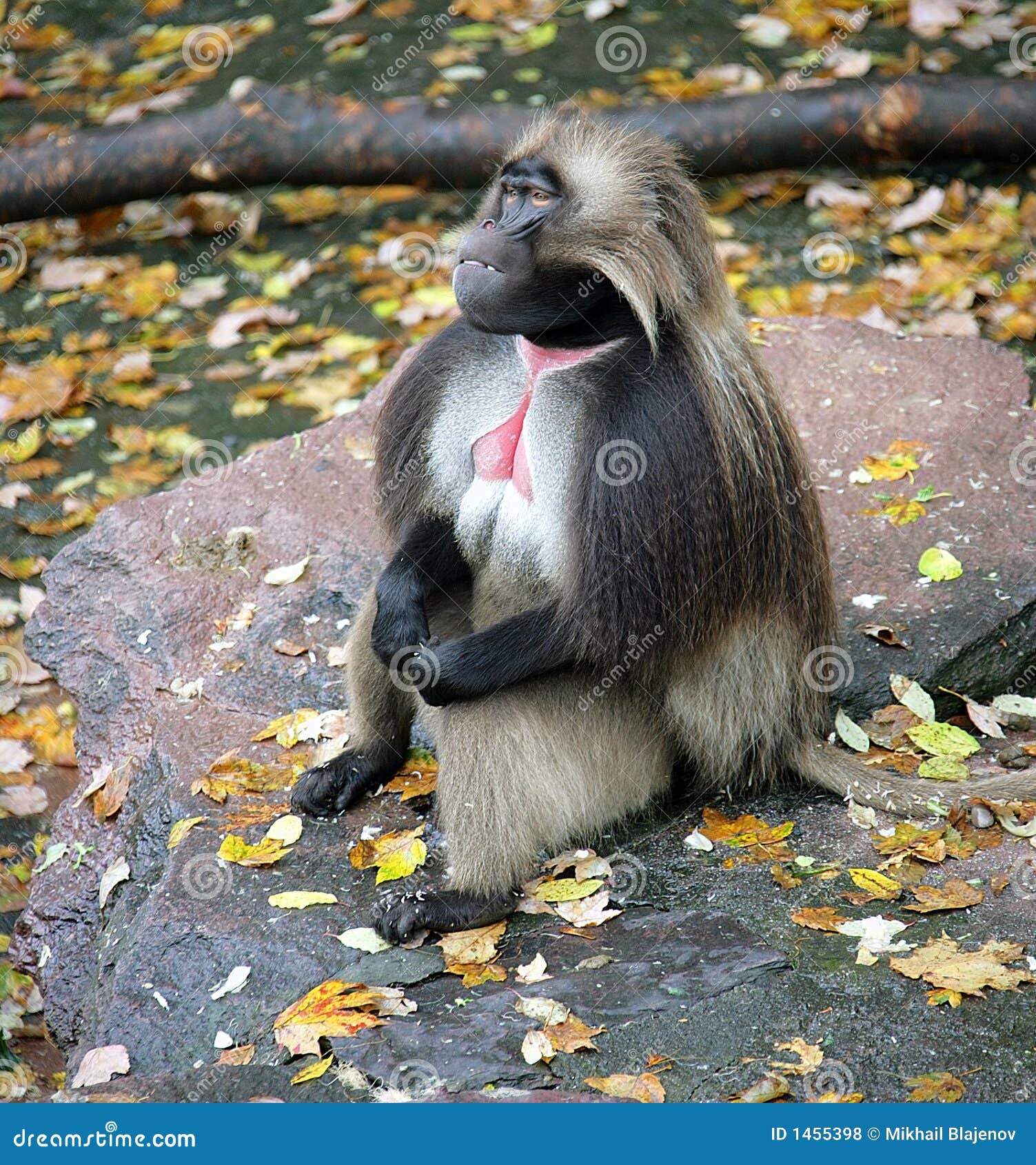 Babbuino 3 fotografia stock. Immagine di primati, divertente - 1455398