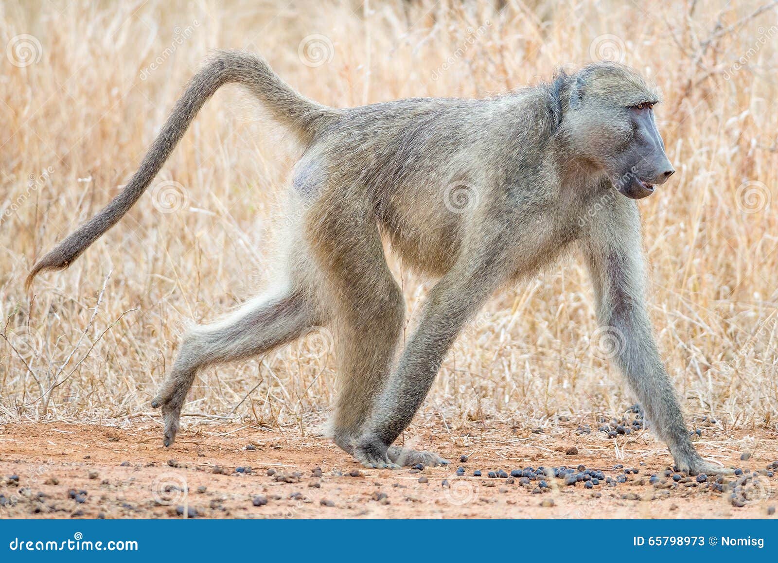 Babbuino Che Cammina a Quattro Zampe Immagine Stock - Immagine di ...