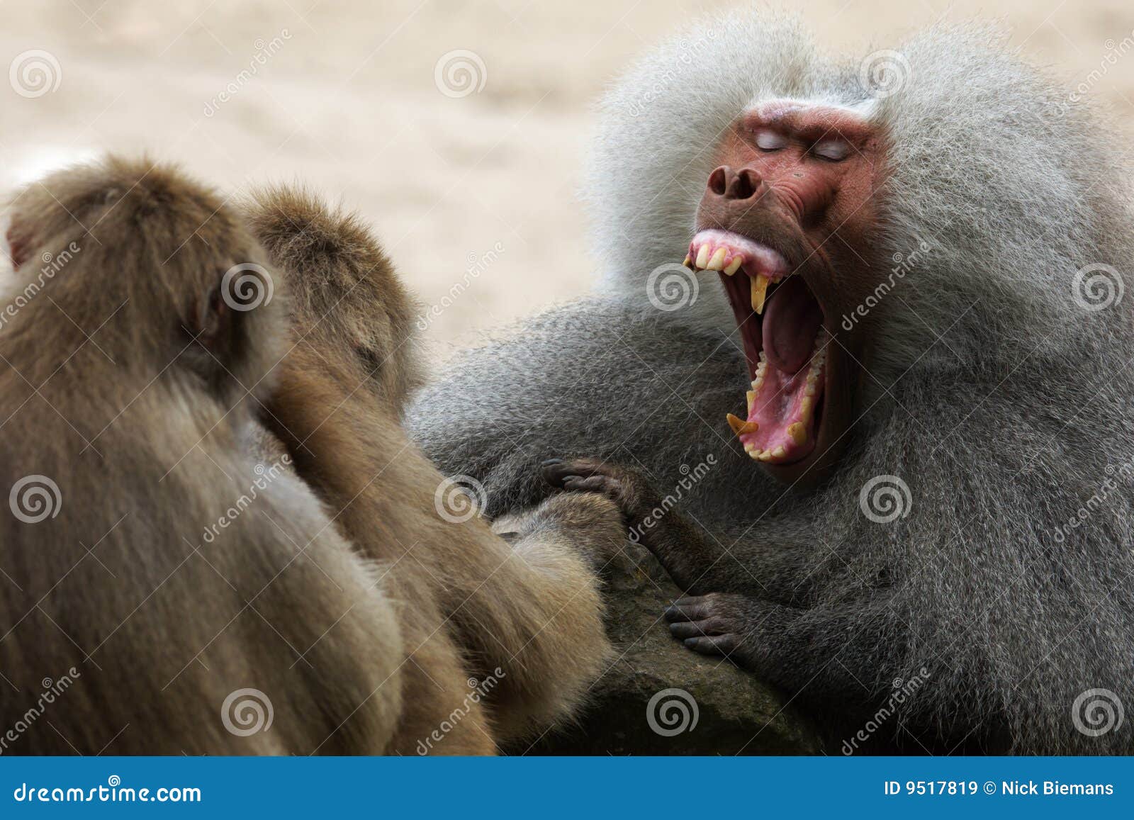 Babbuino Che Mostra I Suoi Denti Immagine Stock - Immagine di discorso ...