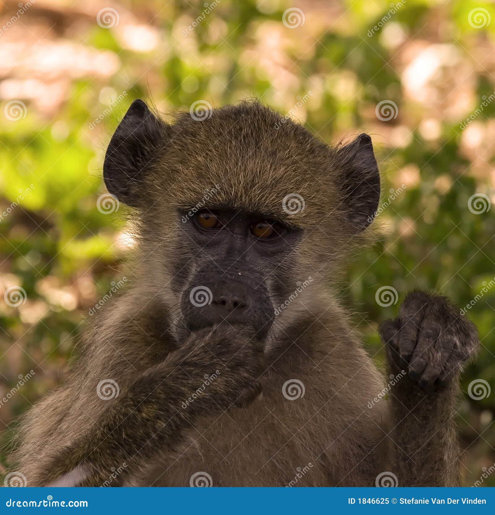 Babbuino del bambino immagine stock. Immagine di mammiferi - 1846625