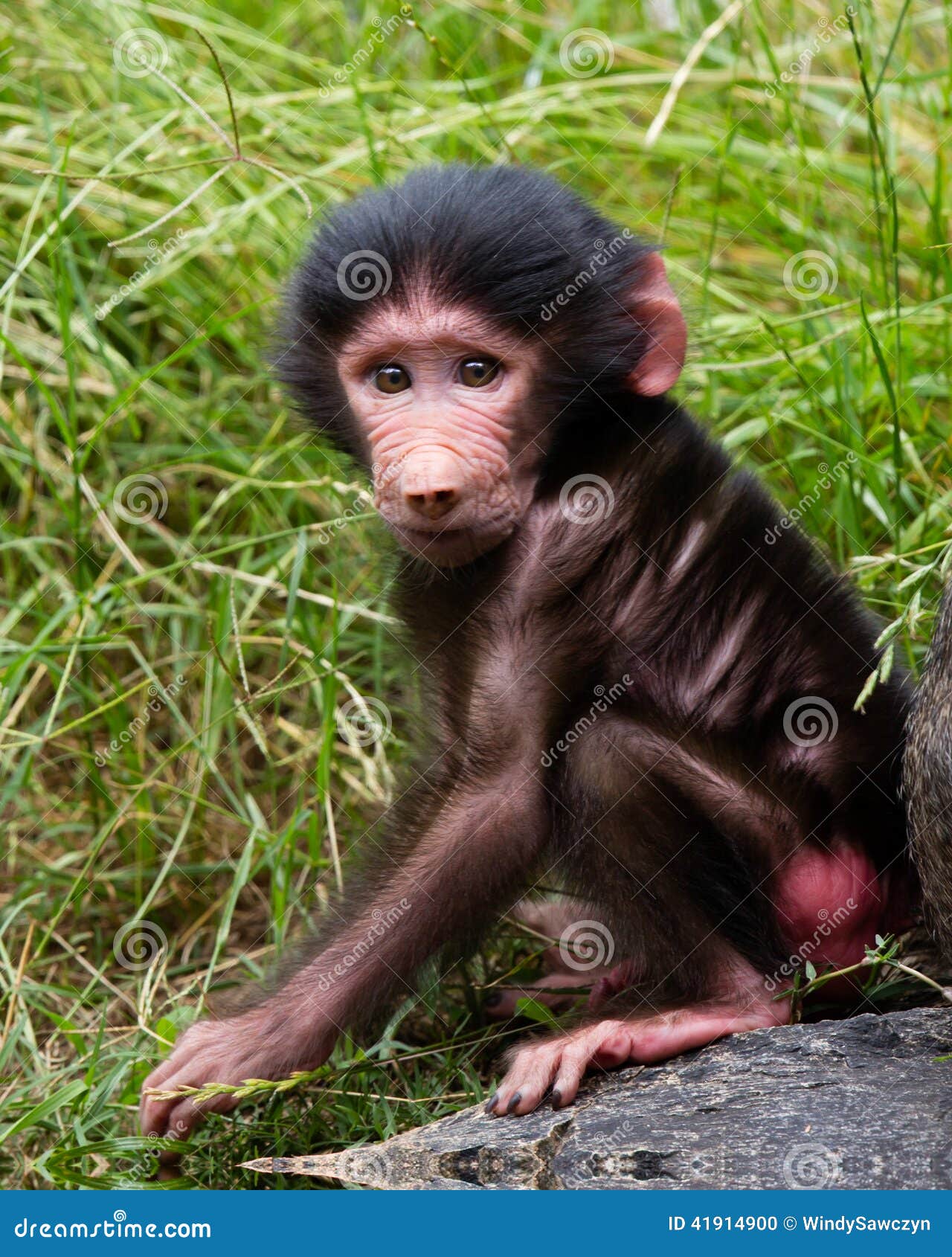 Babbuino Del Bambino Su Roccia Fotografia Stock - Immagine di tesoro ...