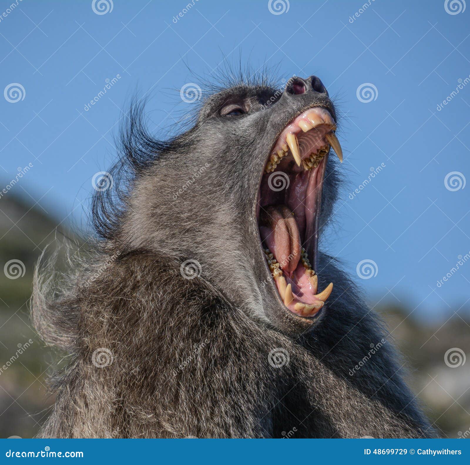 Babbuino Di Chacma 'che Sbadiglia' Immagine Stock - Immagine di africa ...
