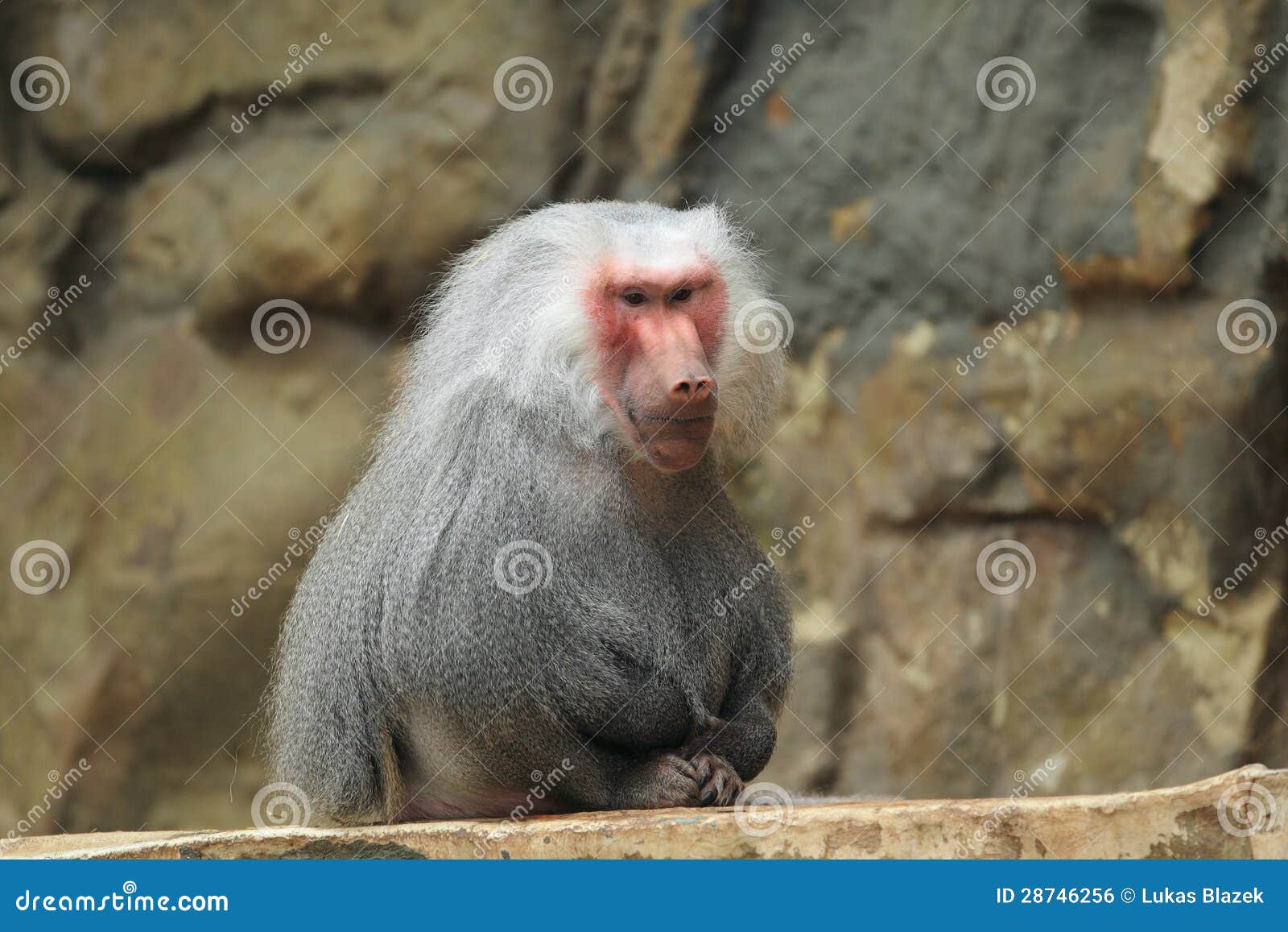 Babbuino di Hamadryas fotografia stock. Immagine di scimmia - 28746256