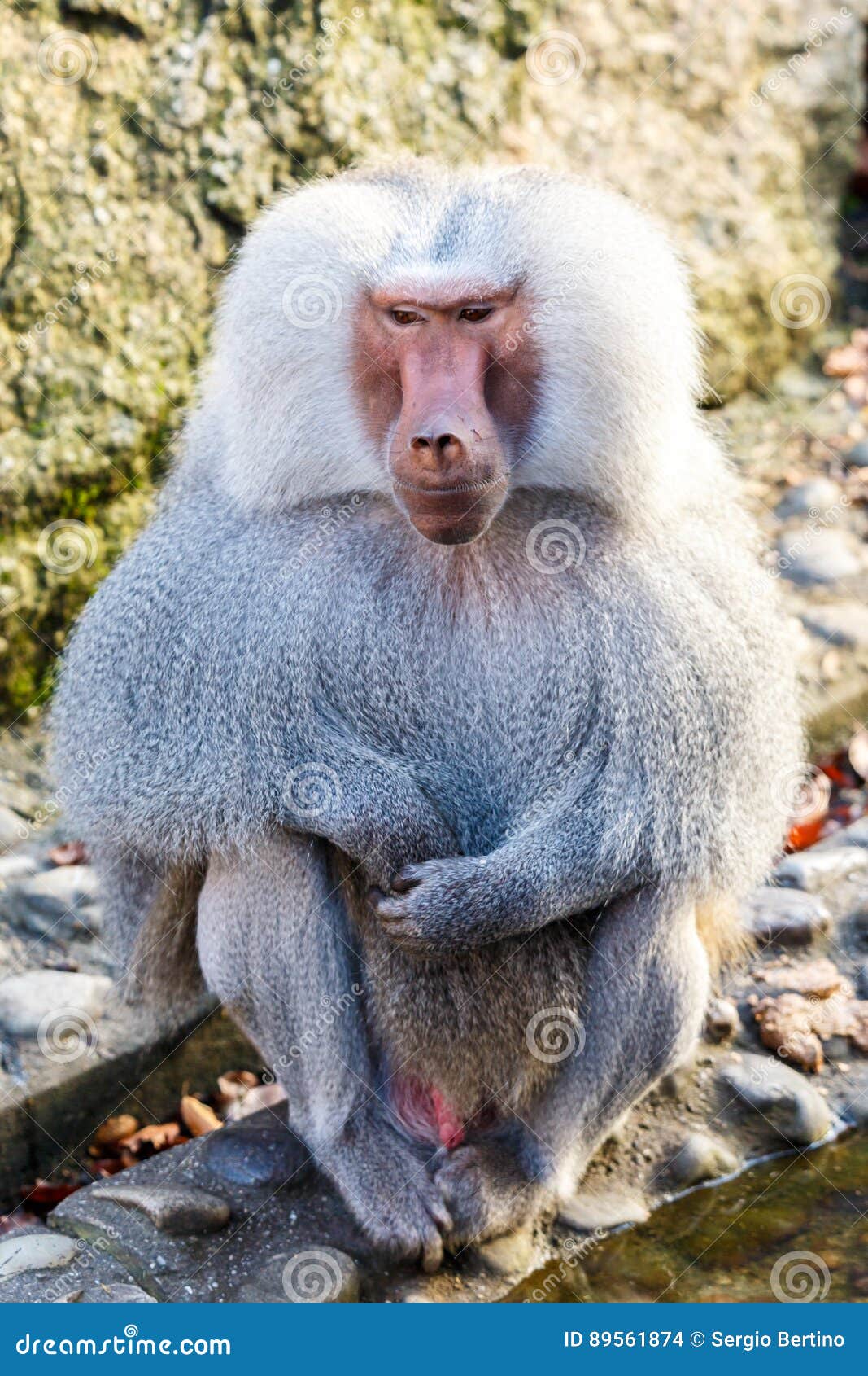 Babbuino Di Hamadryas (hamadryas Del Papio) Fotografia Stock - Immagine ...