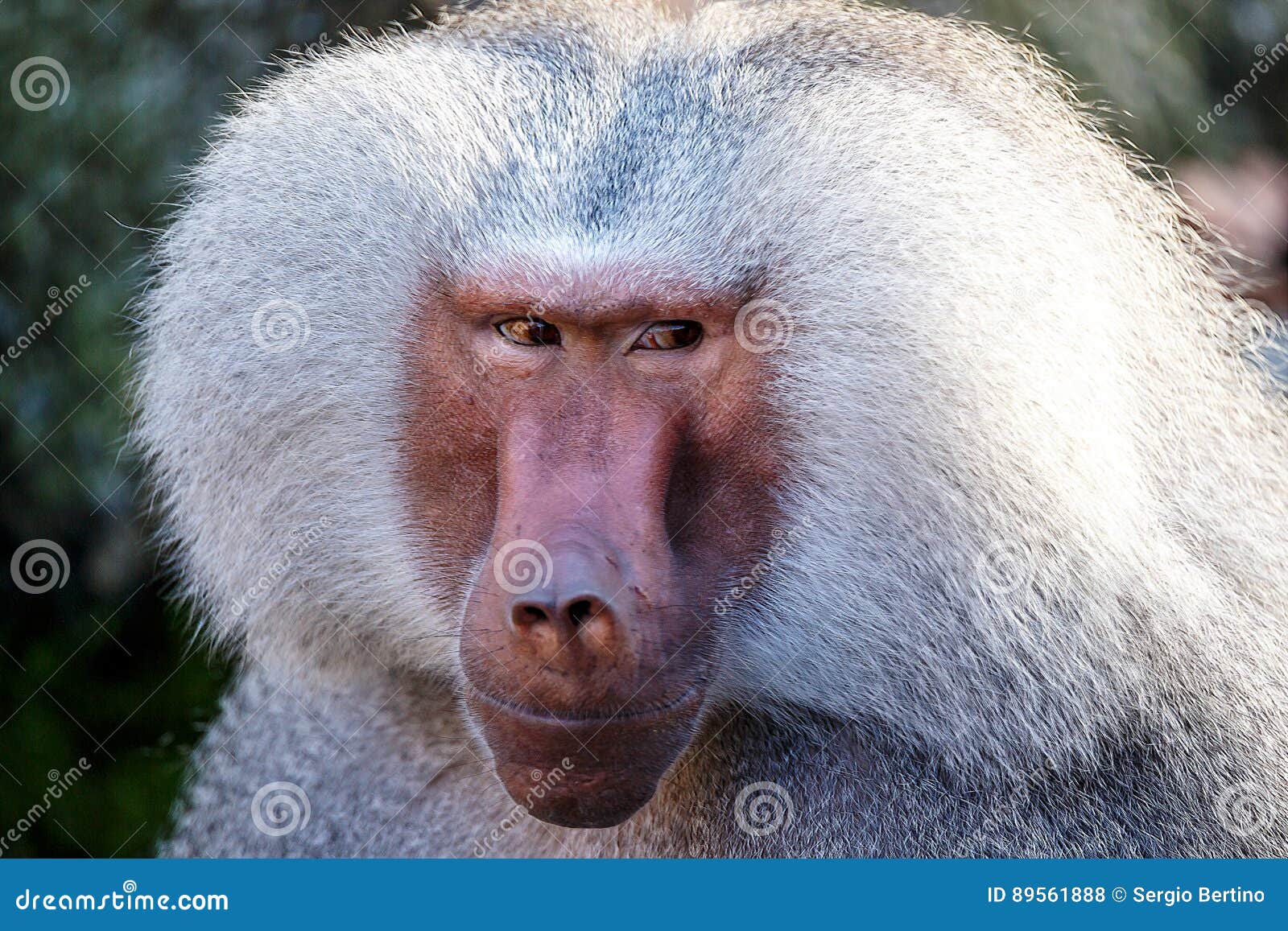 Babbuino Di Hamadryas (hamadryas Del Papio) Fotografia Stock - Immagine ...