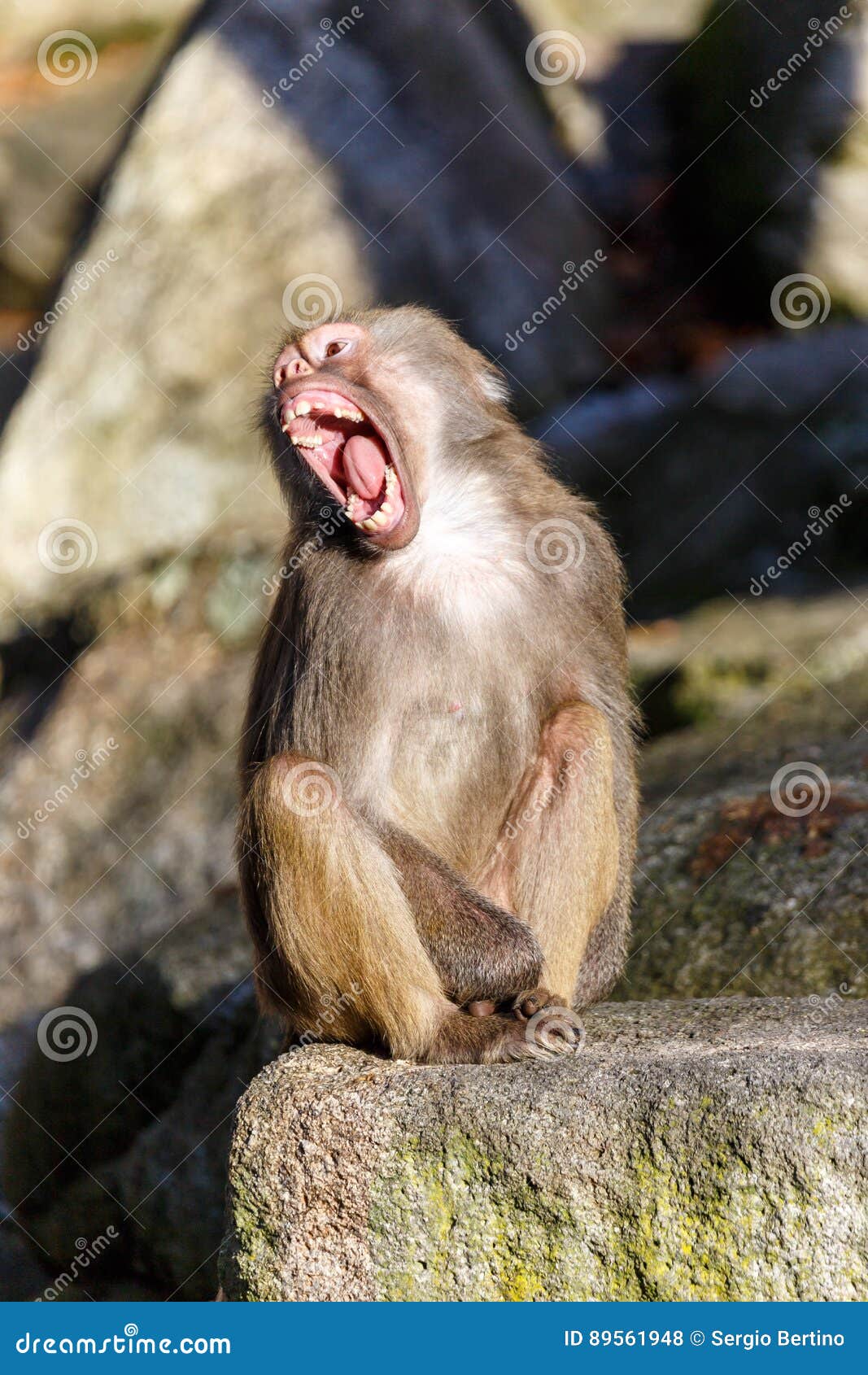 Babbuino Di Hamadryas (hamadryas Del Papio) Fotografia Stock - Immagine ...