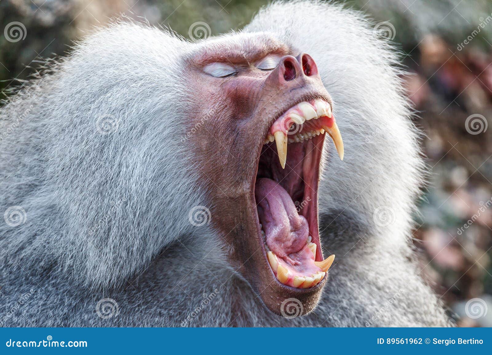 Babbuino Di Hamadryas (hamadryas Del Papio) Fotografia Stock - Immagine ...