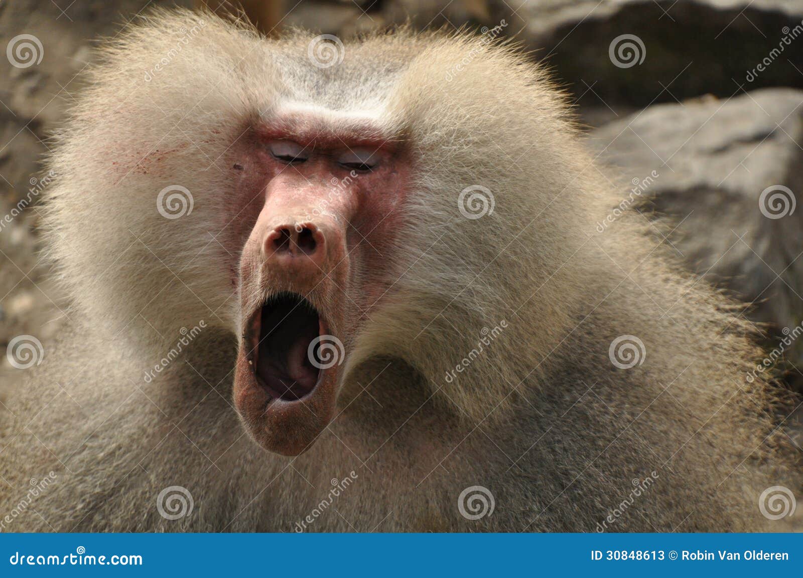 Babbuino di sbadiglio immagine stock. Immagine di faccia - 30848613