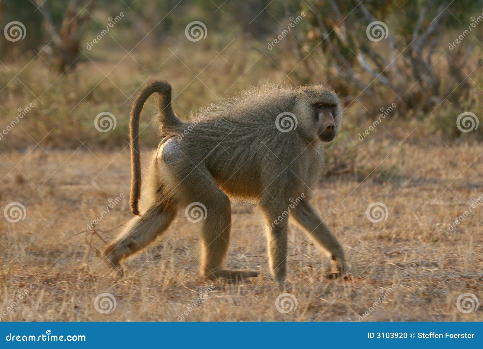 Babbuino giallo fotografia stock. Immagine di camminare - 3103920