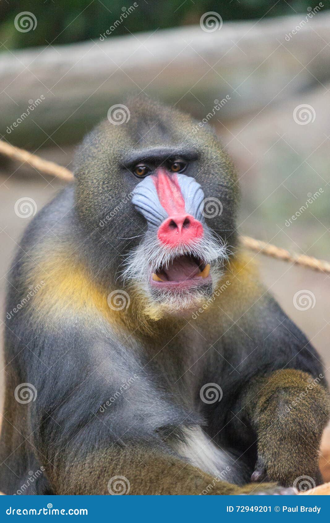 Babbuino maschio immagine stock. Immagine di africa, parco - 72949201